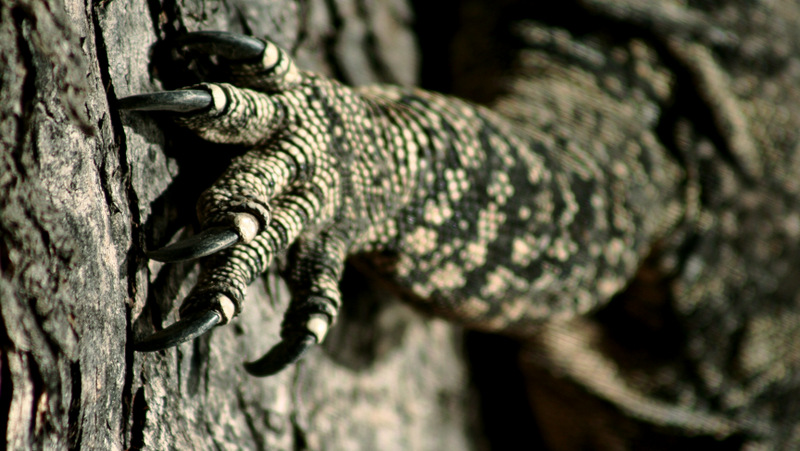 2-Goanna front claws | kulcurna